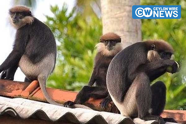 දම් මුහුණැති කළු වඳුරා යන්නම යන්න ලඟයිලු – CEYLONWIRE