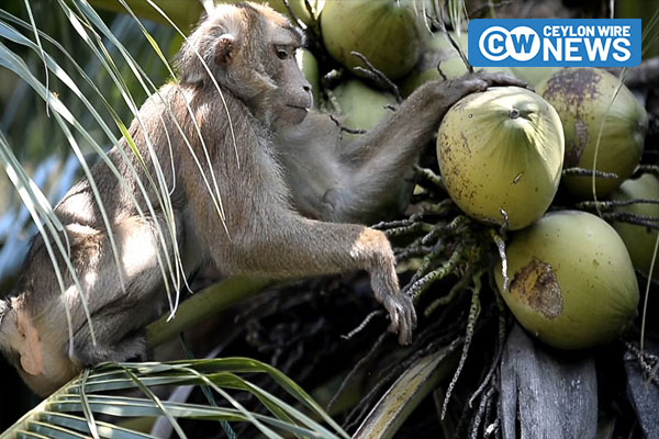 අවුරුද්දකදී දඬුලේන්නු, වඳුරෝ හා රිළවු පොල් ගෙඩි මිලියන 300ක් විනාශ කරලා ...