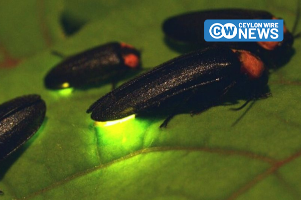 ලංකාවට ආවේණික කණාමැදිරි විශේෂ දෙකක් සොයාගනී – CEYLONWIRE