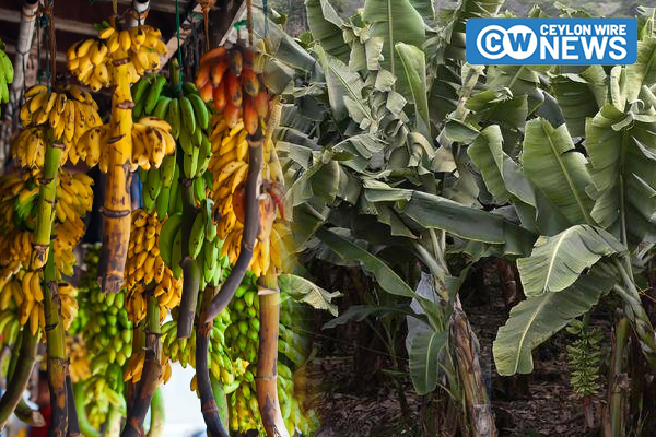 කෙසෙල්වලට මොනවද මේ වෙන්න යන්නෙ? – CEYLONWIRE