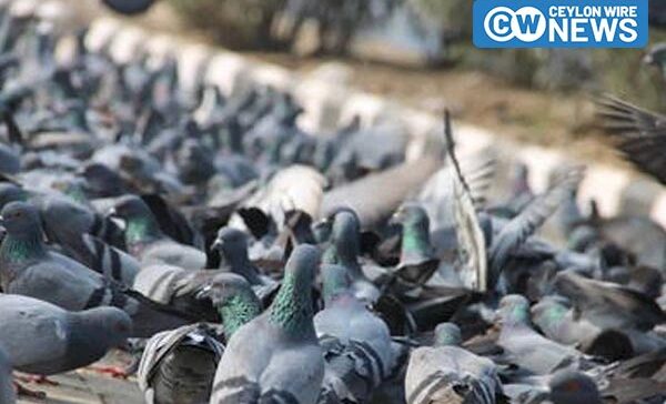 International – CEYLONWIRE