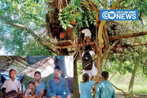 ගෙයක් නැති නිසා මහවිලච්චියේ පවුලක් ගහක් උඩ – CEYLONWIRE