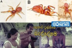 අලුත් මකුළුවෝ හයක් ලංකාවෙන් සොයාගනී – තුන්දෙනෙක් ‘සිළිඳු’ ‘හින්නිහාමි’ ‘පුංචිමැණිකේ’ ලෙස නම්කරයි ...