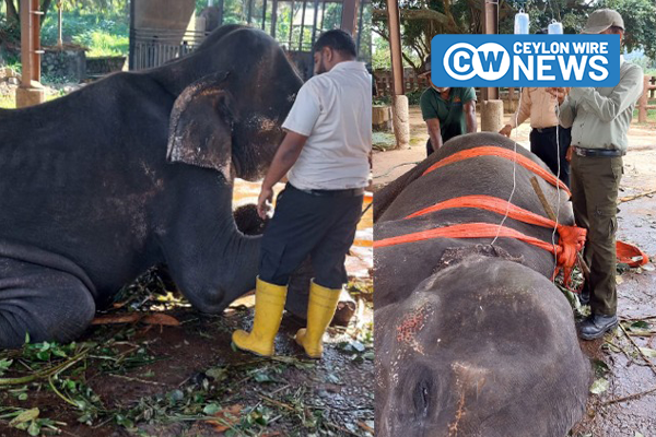 හෝමෝන ප්‍රශ්නයක් තියෙන ‘වරුණ’ට අමාරුයි – CEYLONWIRE