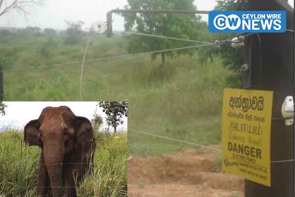 මිනිස් – අලි ගැටුම් අවම කරන්න සිවිල් ආරක්ෂකයන් 4,700ක් – CEYLONWIRE