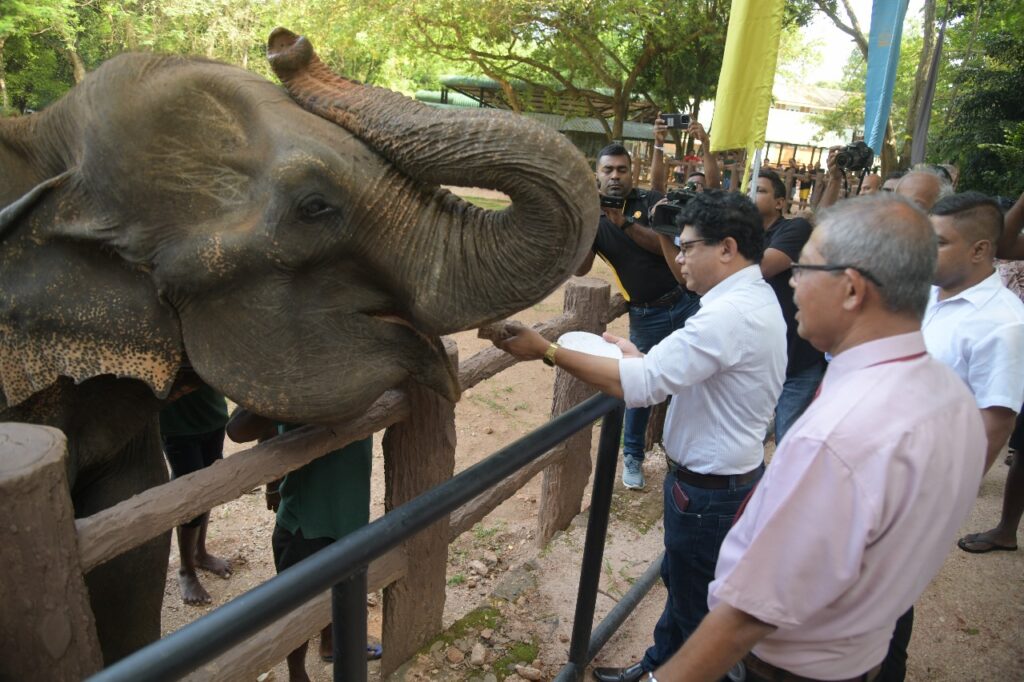 පින්නවලදී නැකැතට අලින්ගේ හිස තෙල් ගායි – CEYLONWIRE