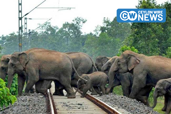 අලි සංචරණ මාර්ග ගැසට් කෙරේ – CEYLONWIRE