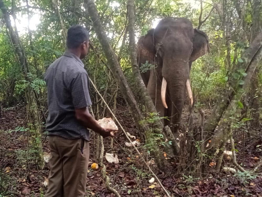වඳුරුස්ස වනයේ තුවාල වූ අලියාට දැන් සුවයිලු – CEYLONWIRE