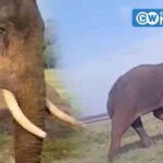 ලංකාවට ගෙන්නන අලුත්ම ටොයෝටා වාහනවල මිල ගණන් මෙන්න – CEYLONWIRE