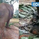 ලංකාවේ Starlink පැකේජ මිල ගණන් මෙන්න – CEYLONWIRE